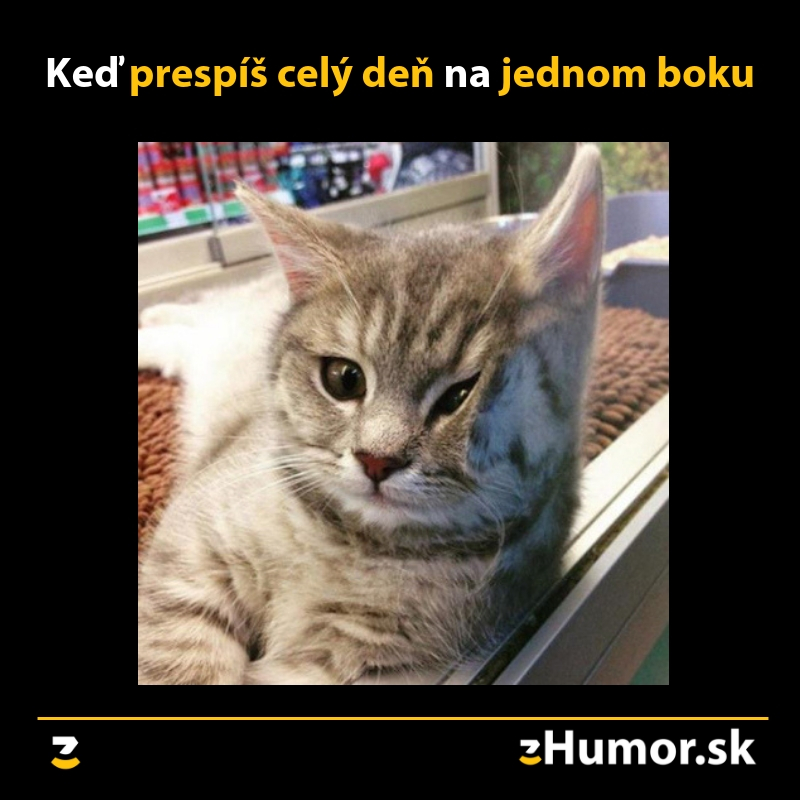 Lenivec lenivý | Meme