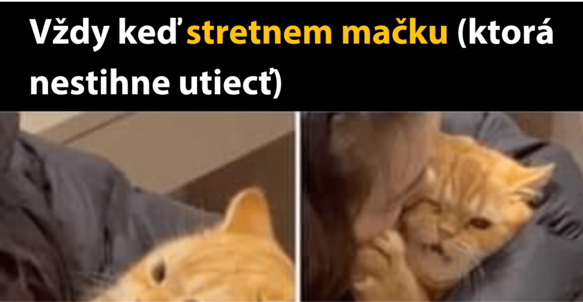 Vtipné meme o tom ako mačka nestihla utiecť | Meme