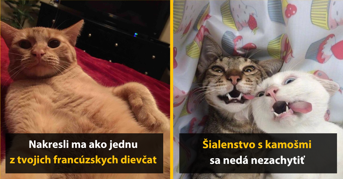 15 fotografií mačiek, ktorých selfies sú lepšie ako tie tvoje!