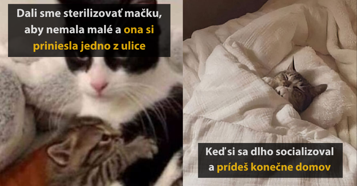 15 zábavných memes , ktoré dokonale opisujú život s mačkami #1
