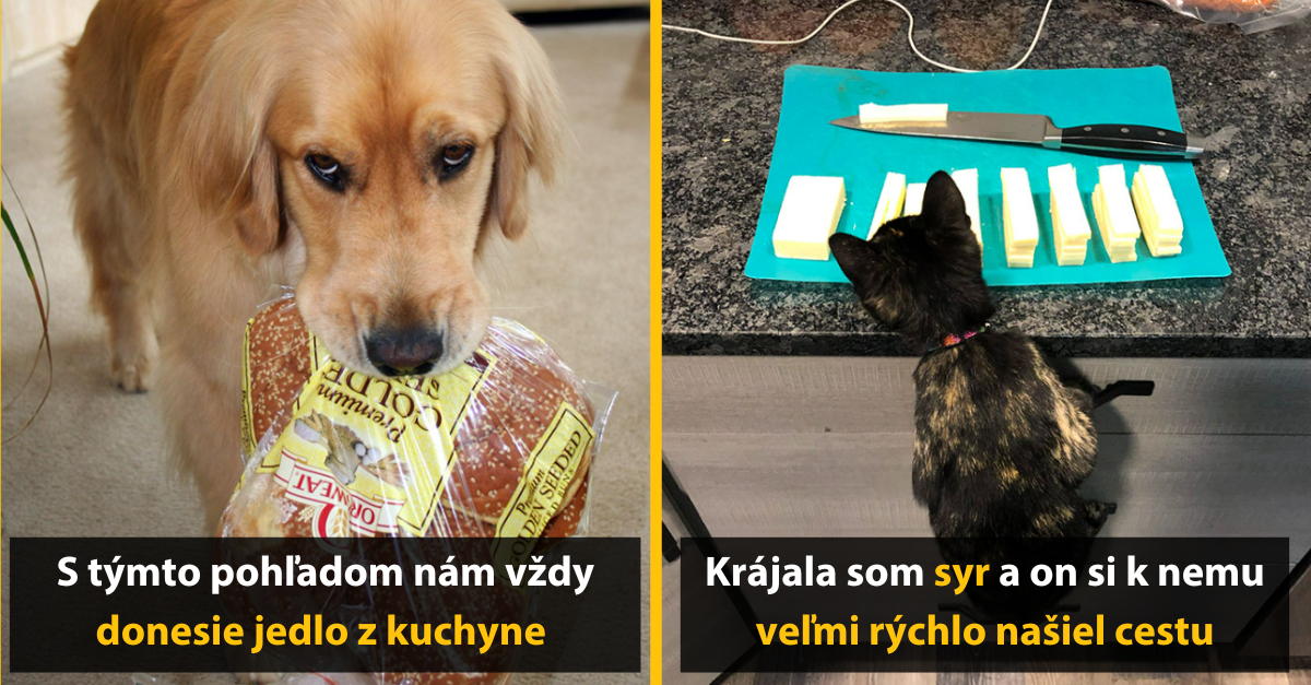 20+ fotografií zvieracích zlodejov, ktoré dokazujú, že domáci miláčik ...