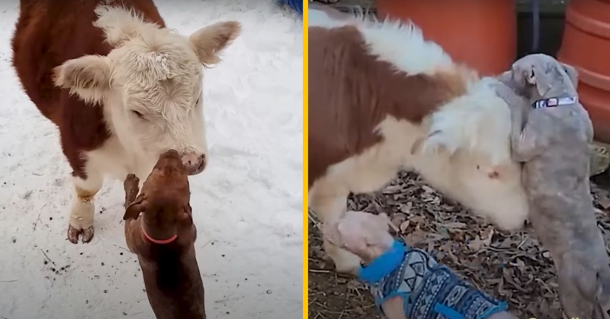 Krava Haru vyrástla medzi psami a teraz si tiež myslí, že je pes ...