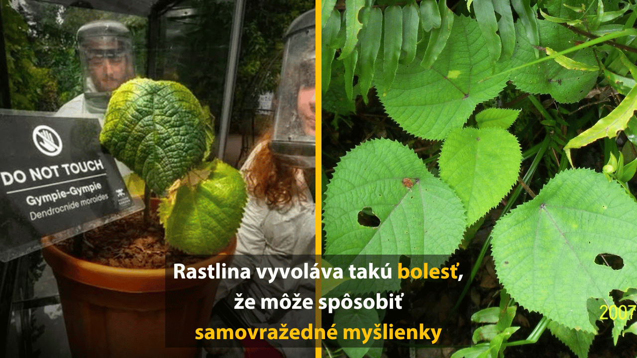 Najnebezpečnejšia rastlina na svete - pri dotyku môže spôsobiť ...