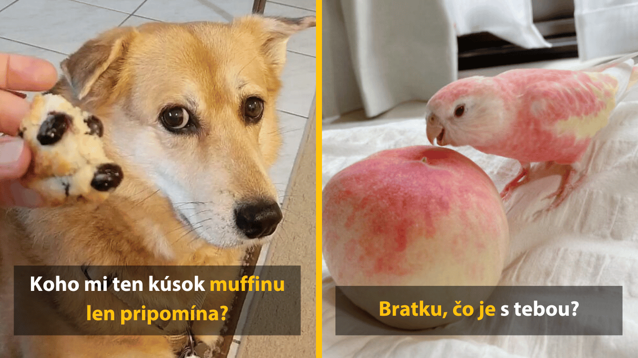 10 fotografií zvierat, ktoré priam neuveriteľne pripomínajú jedlo