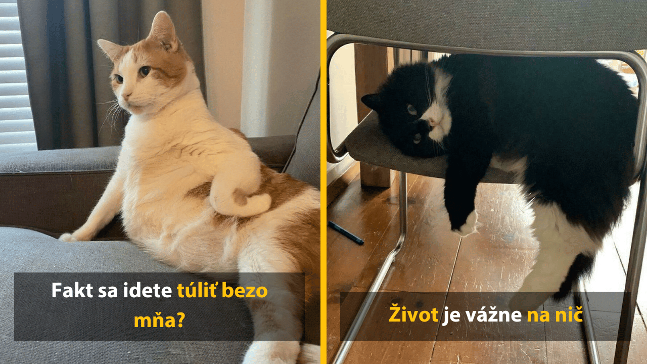 10 vtipných fotografií mačiek, ktoré dokonale odzrkadľujú ich povahu