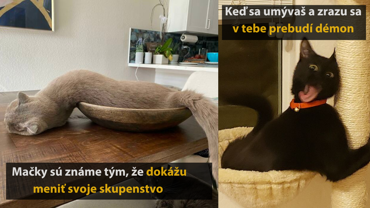 15 mačiek, ktoré sa rozhodli predviesť svoje najdivnejšie pózy #3
