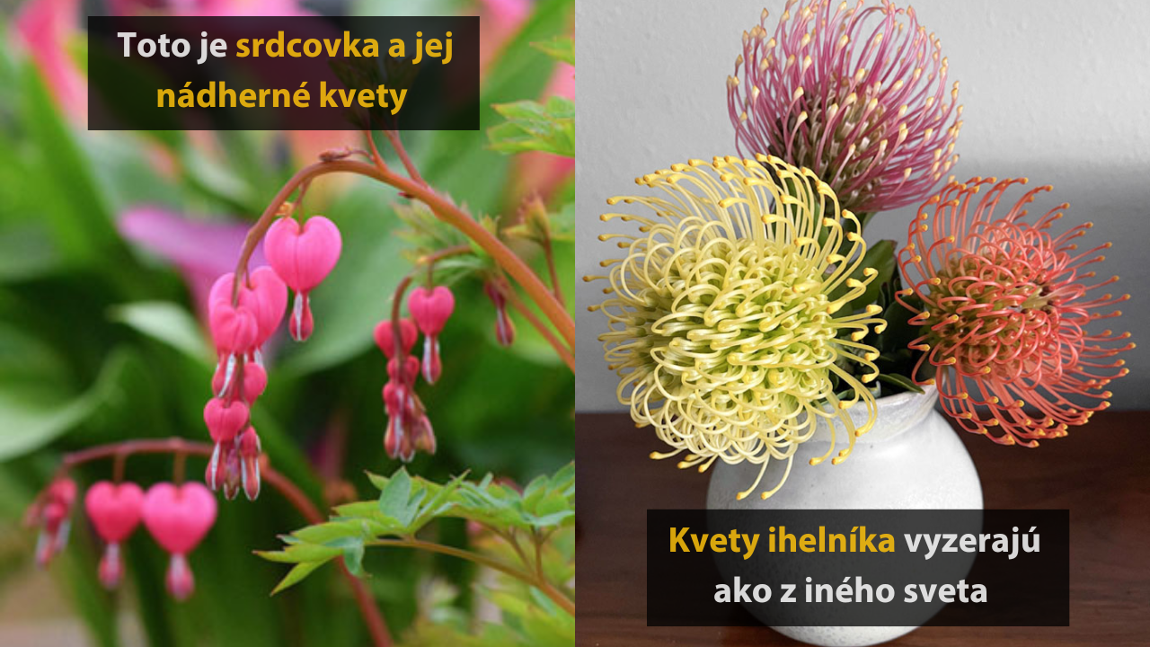 10 krásnych a zaujímavých raslín, pri ktorých by ste neverili, že ...