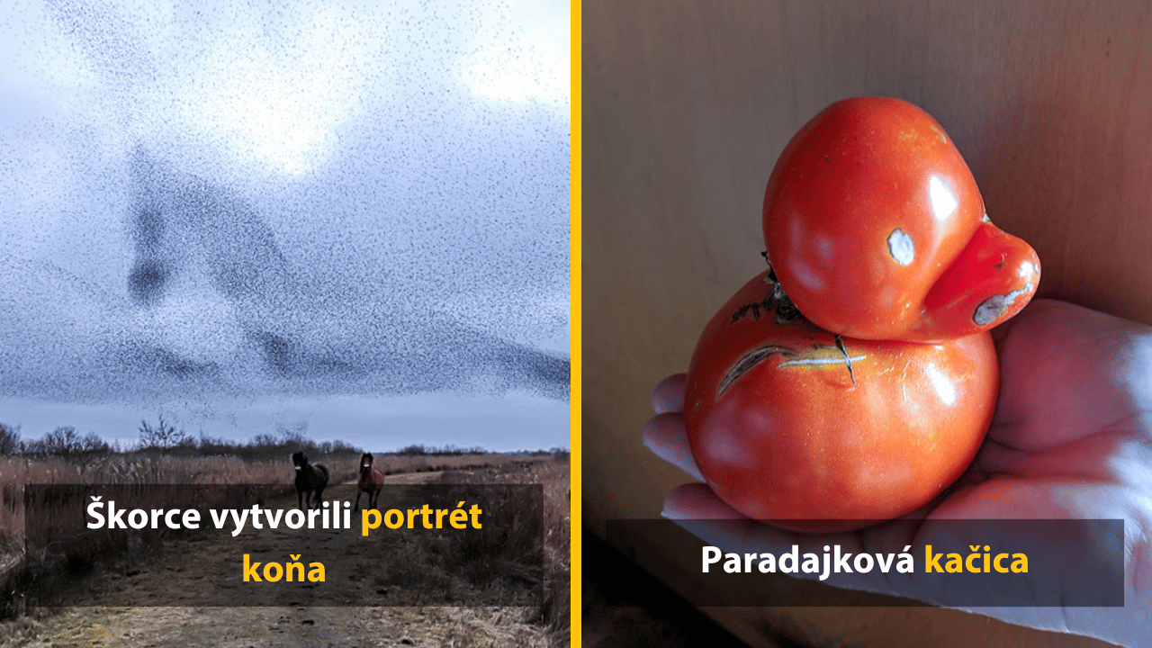 10 fotografií, ktoré ti precvičia mozog | Zábavné kompilácie