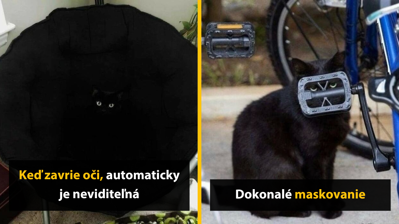 10 fotografií mačiek, ktoré vám hneď vyčaria úsmev na tvári