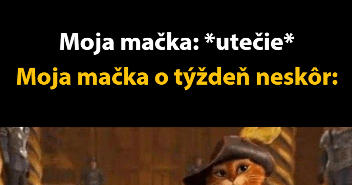 Mačky a ich príležiostné výpravy do sveta | Meme