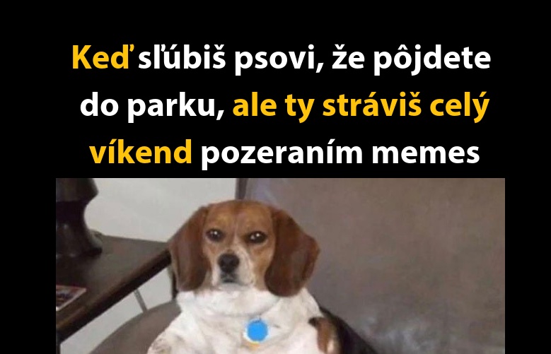 Keď sľúbiš psovi dlhú prechádzku, ale celý víkend pozeráš memes