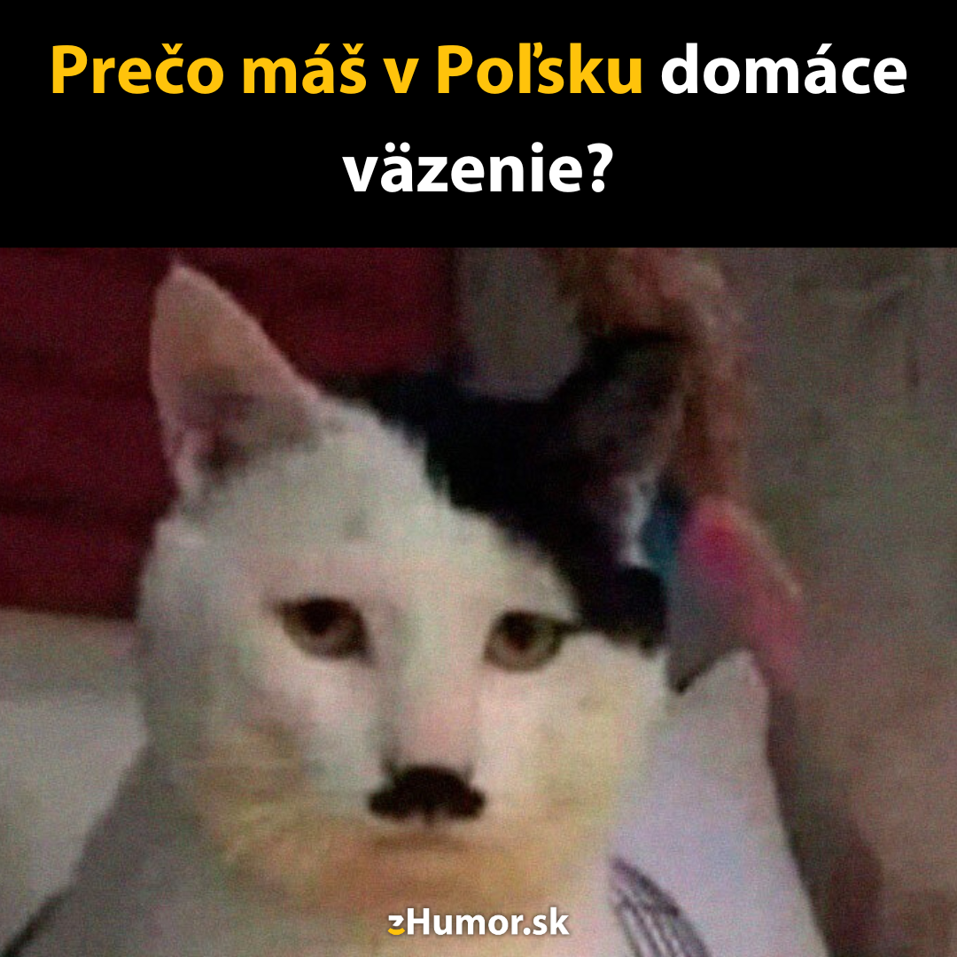 10 meme obrázkov, ktoré musíte vidieť - aj na úkor vašej práce