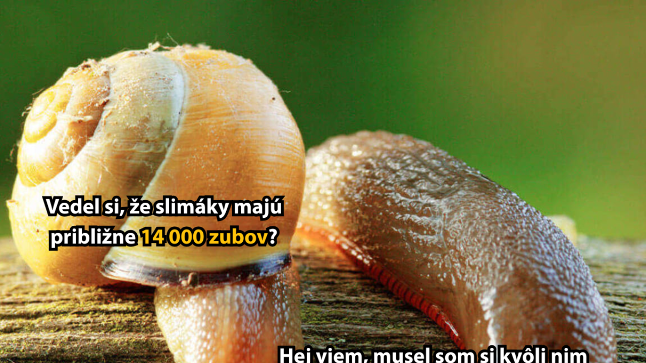 Životné problémy slimákov